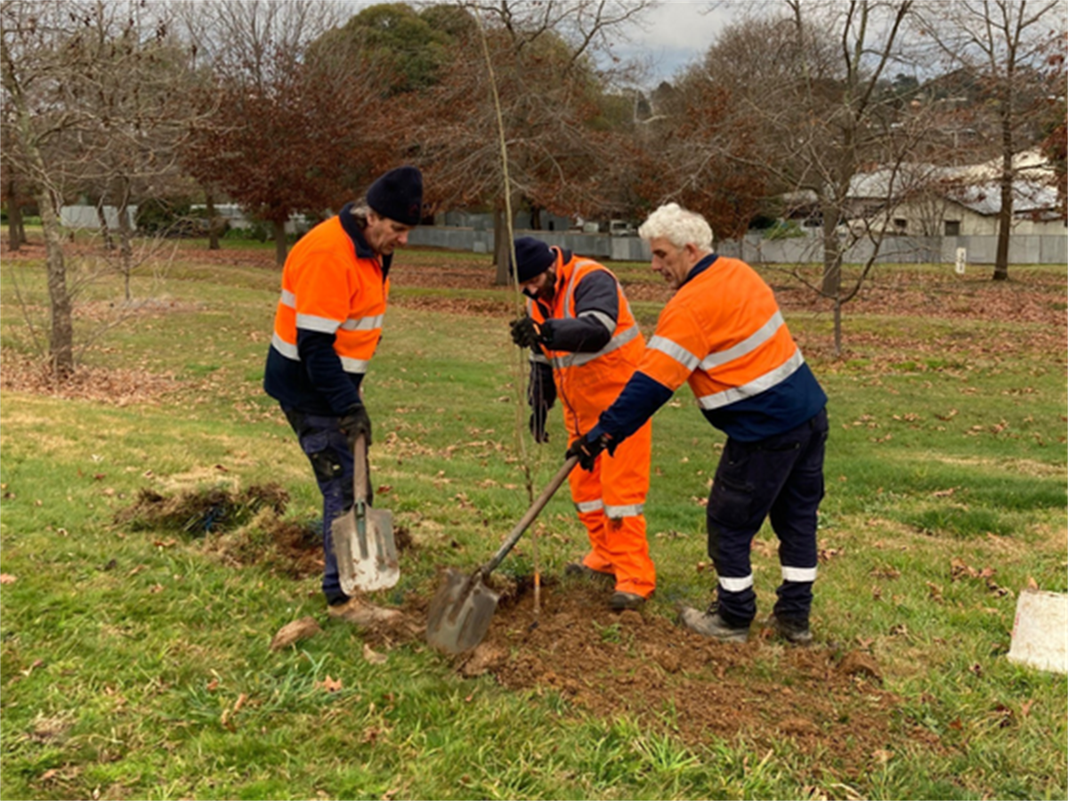 Tree Planting and Replacement Program (completed 2023) | Indigo Shire ...